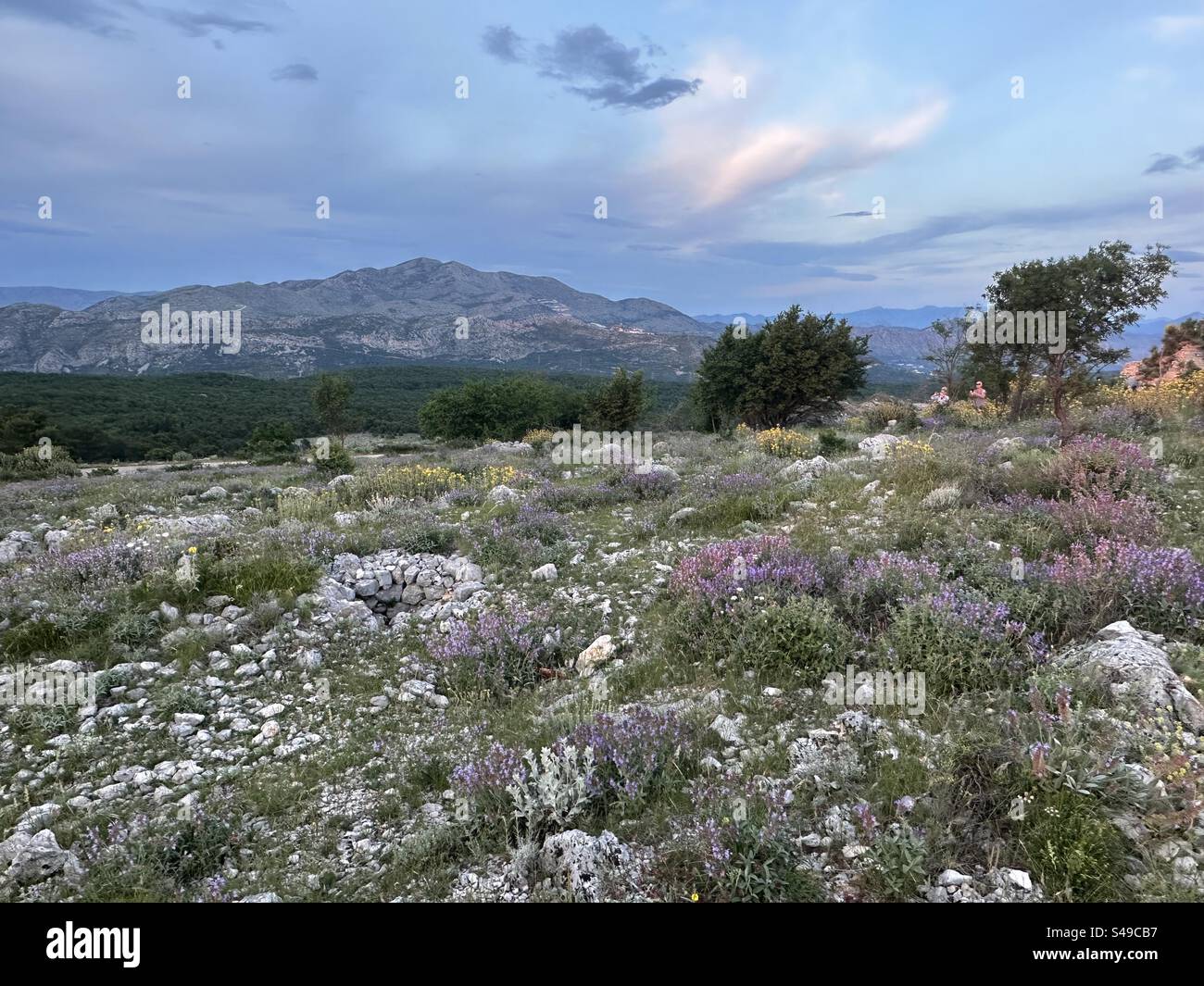 Mountain wildflowers Croatia Stock Photo - Alamy