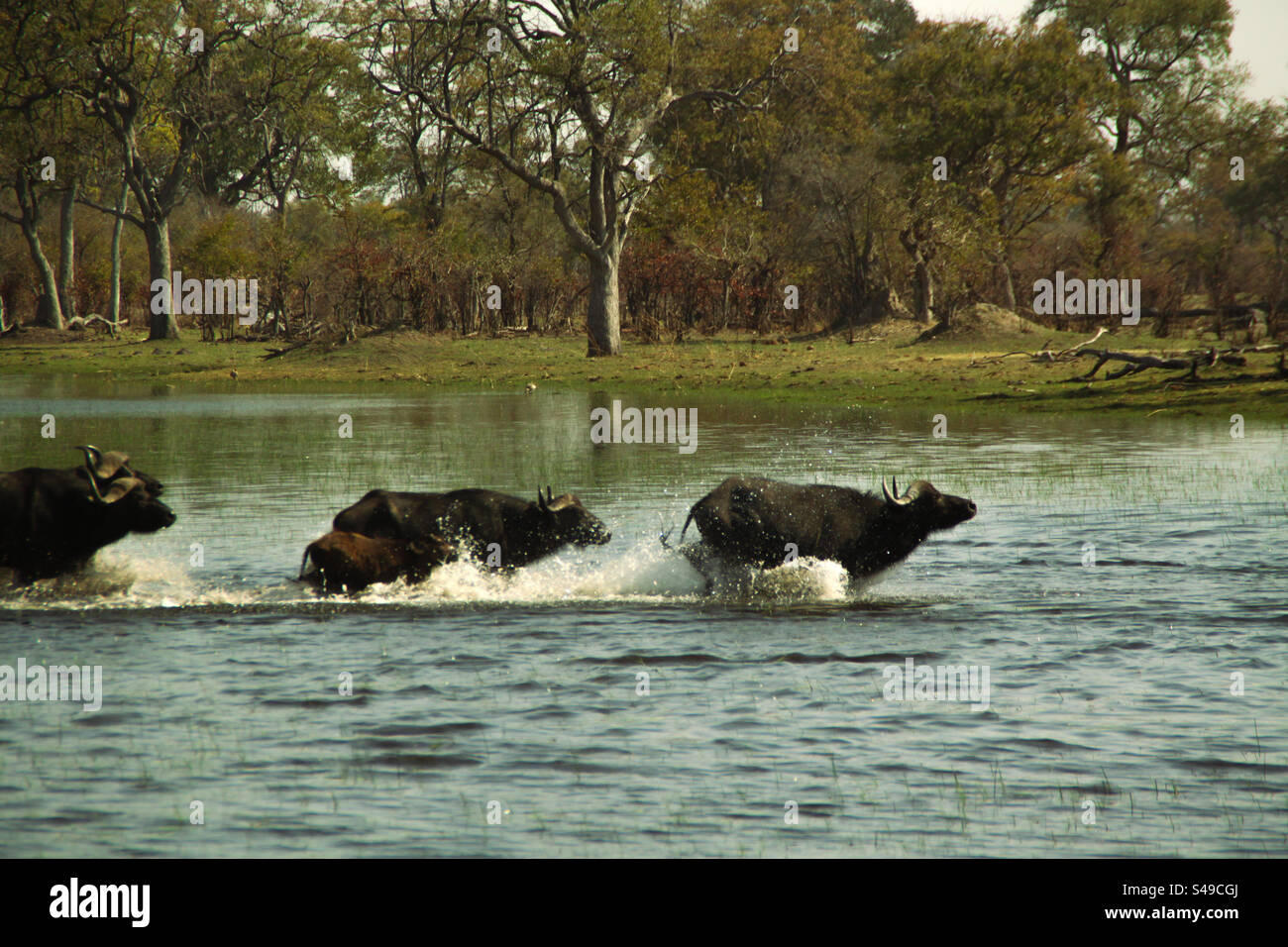 Buffalo running through water in Botswana Stock Photo - Alamy