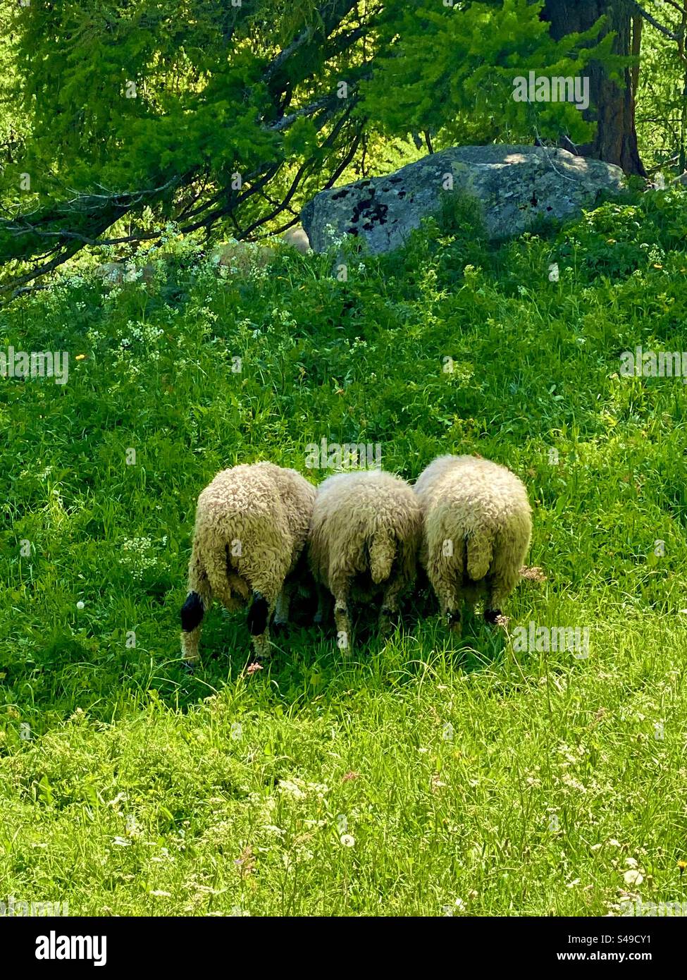 Alpine sheep hi-res stock photography and images - Alamy