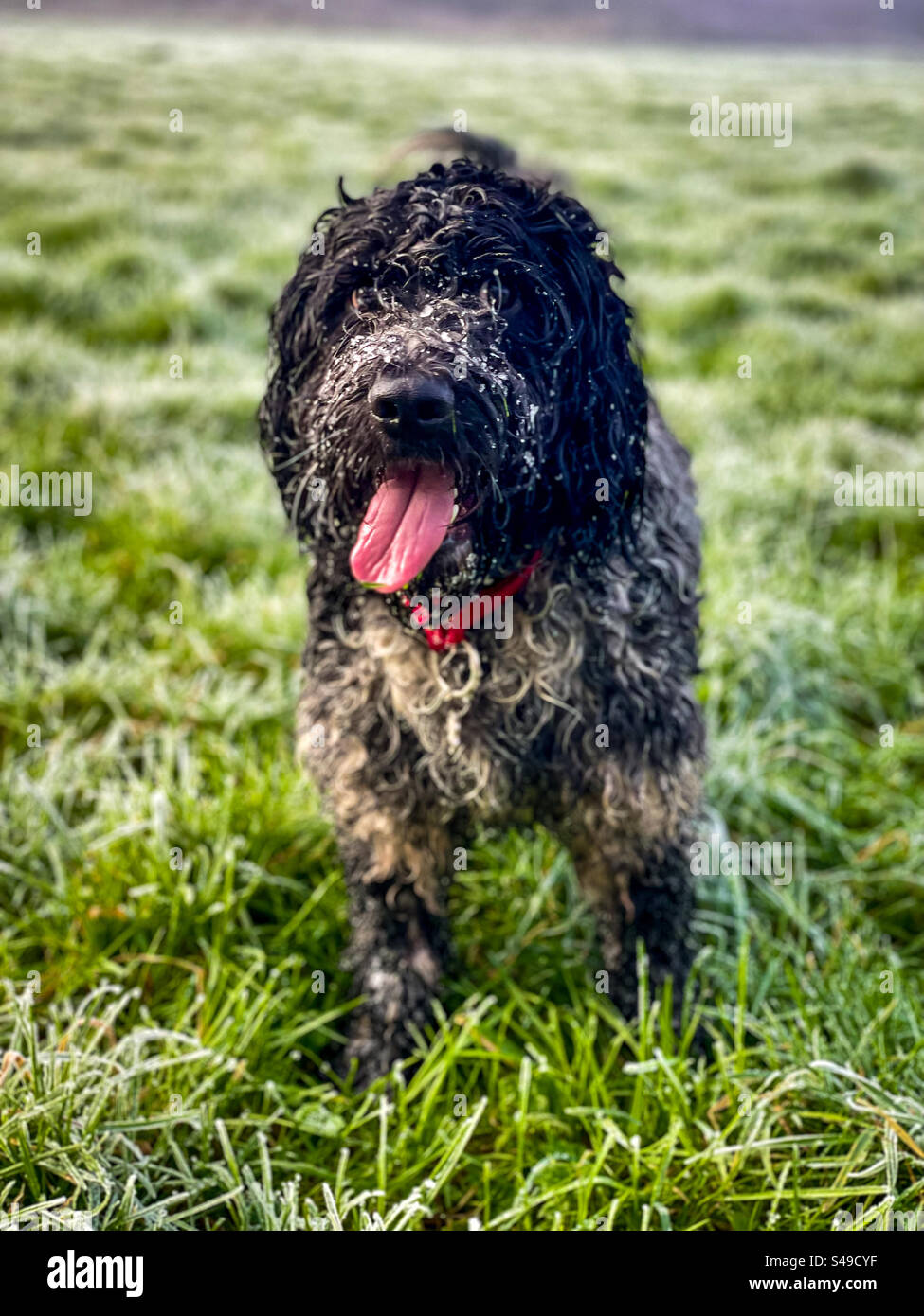 Winter wet hi-res stock photography and images - Alamy