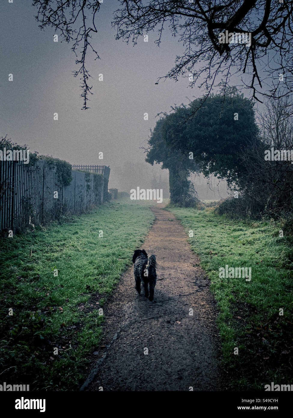 Fog dog hi-res stock photography and images - Alamy