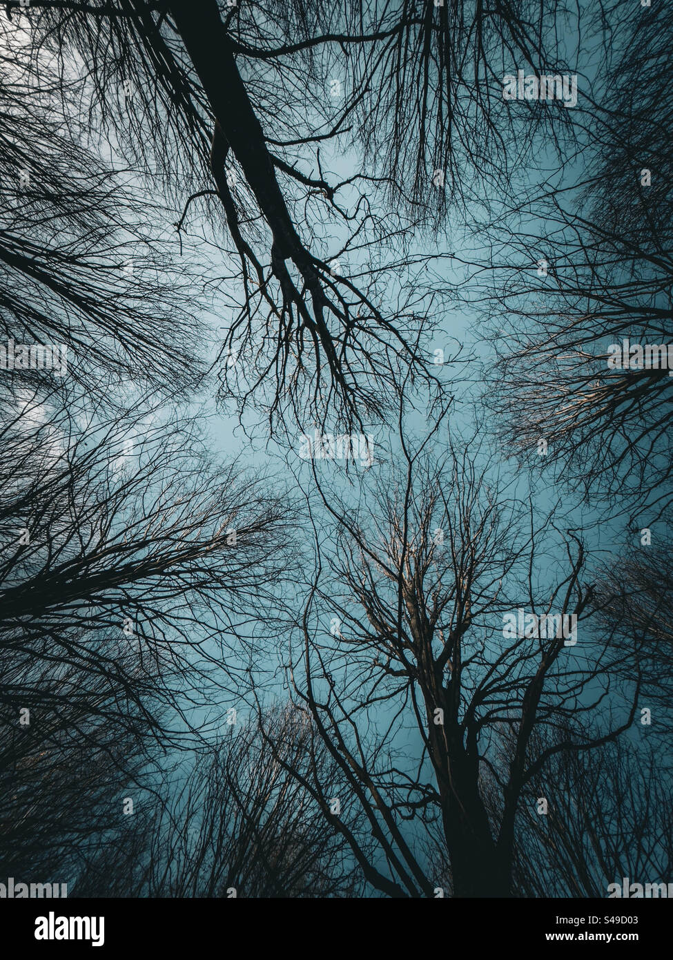 Scary looking trees hi-res stock photography and images - Alamy