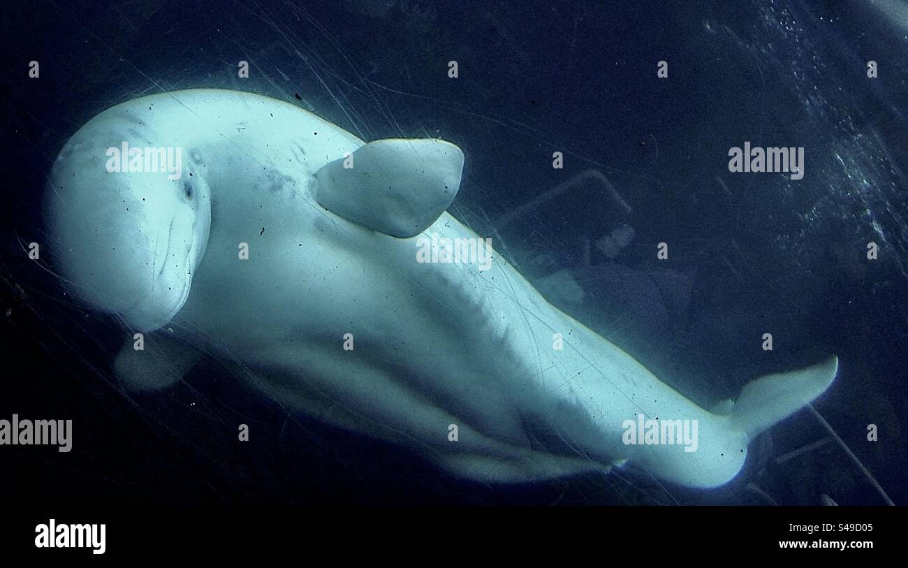 Beluga whale aquarium hi-res stock photography and images - Alamy