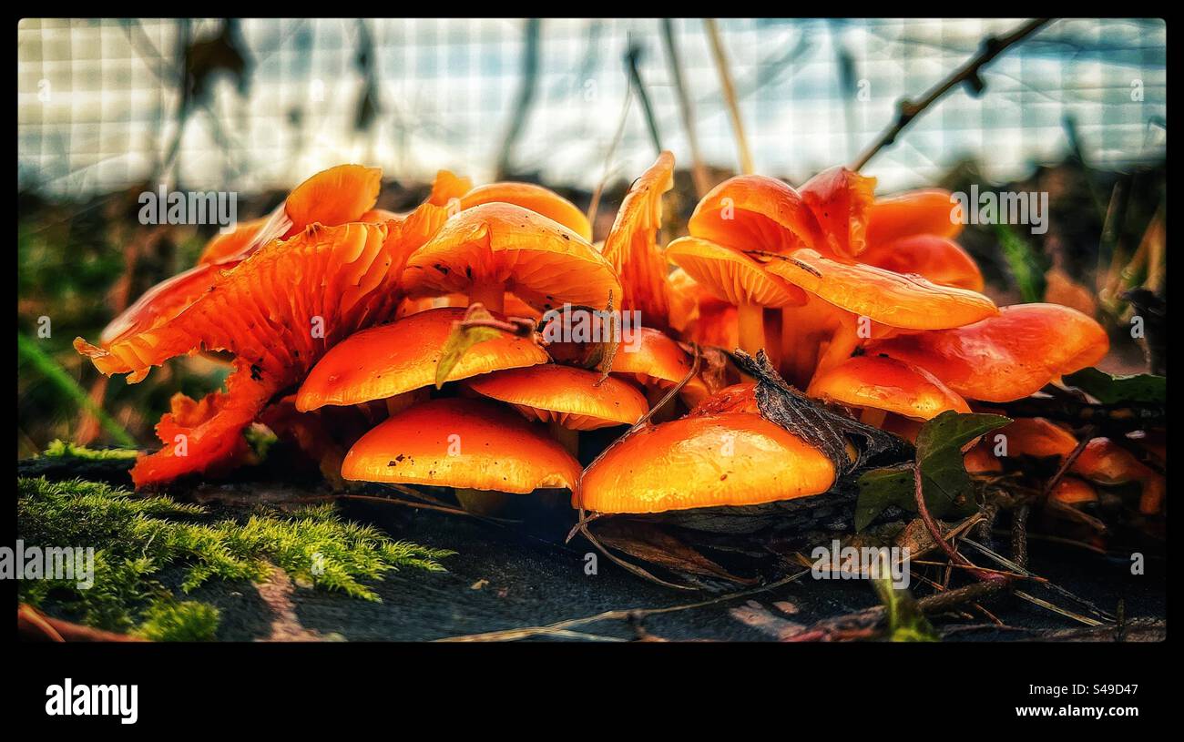 Shiny mushrooms hi-res stock photography and images - Alamy