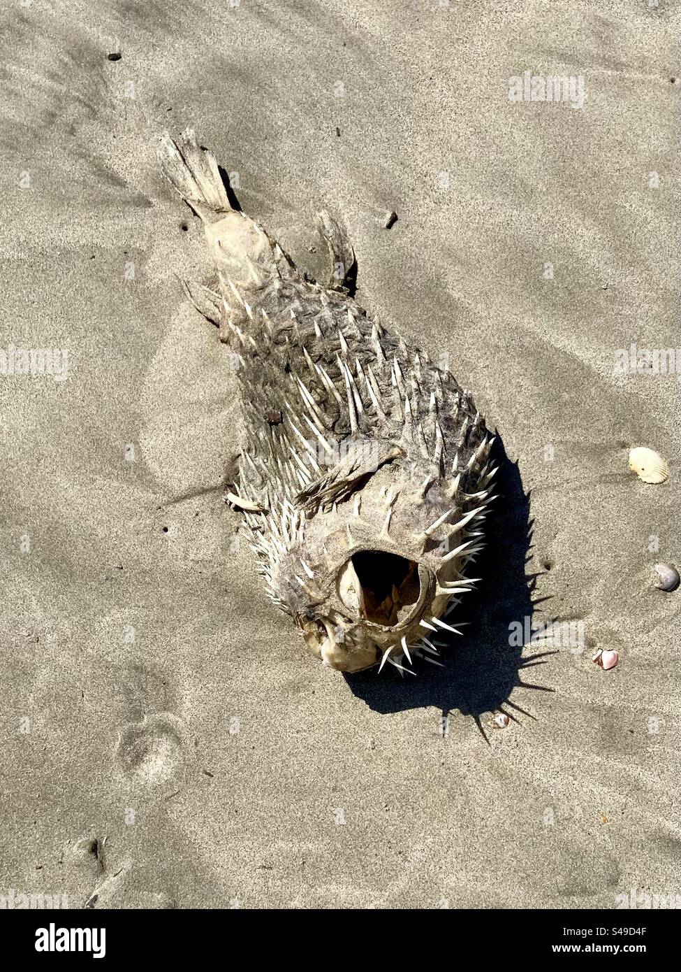 Dead puffer fish washed up on Guiones Beach, Guanacaste province, Costa ...