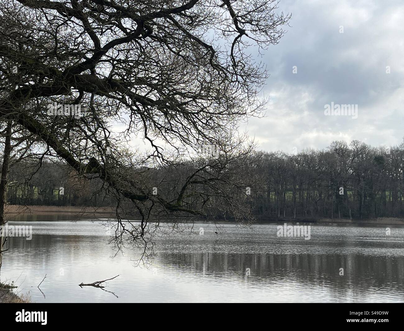 Somerset trees hi-res stock photography and images - Alamy