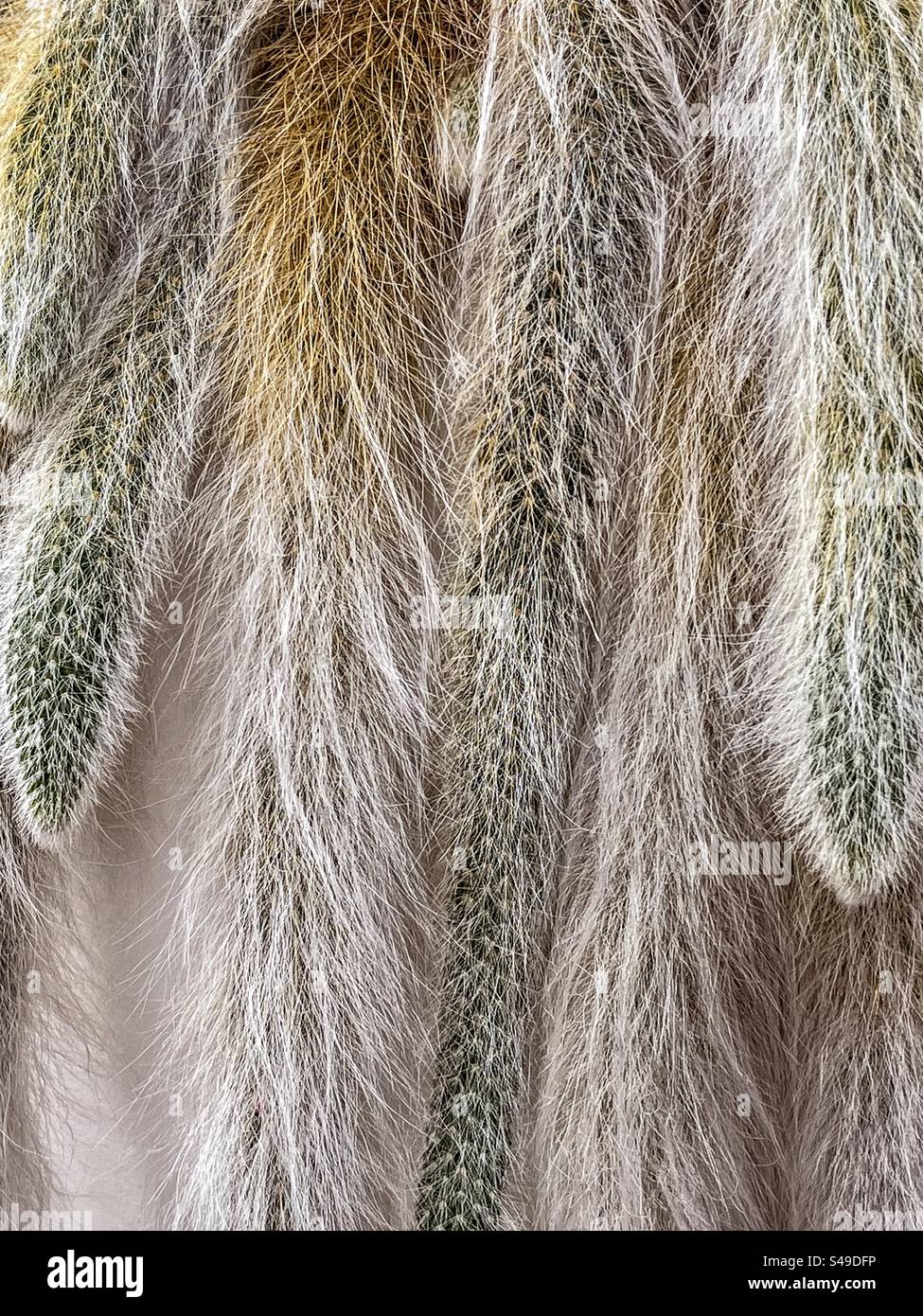 Close-up of Monkey Tail Cactus/Cleistocactus winteri plant stems, with ...