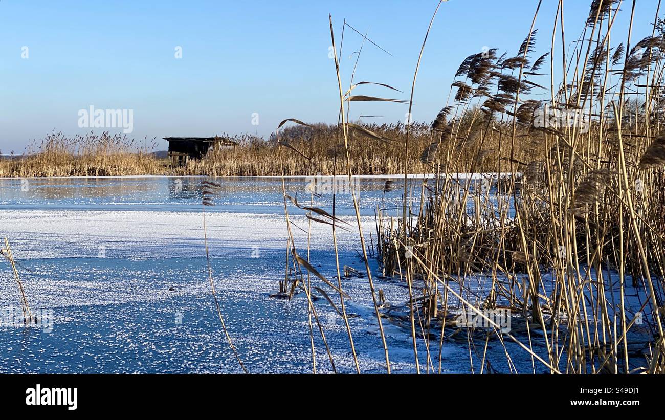 Reeds and frozen pond hi-res stock photography and images - Alamy