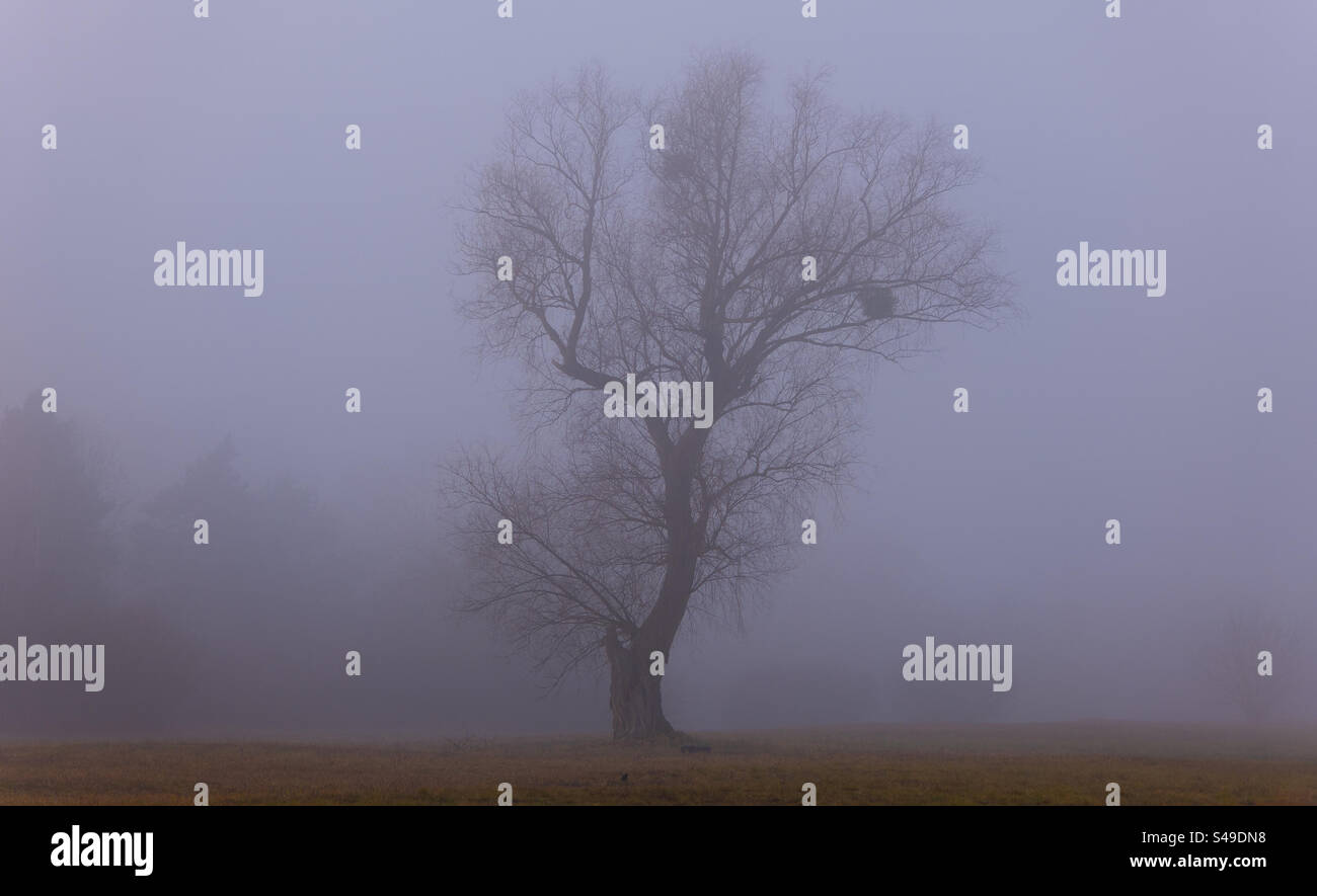 tree in the fog, oak Stock Photo - Alamy