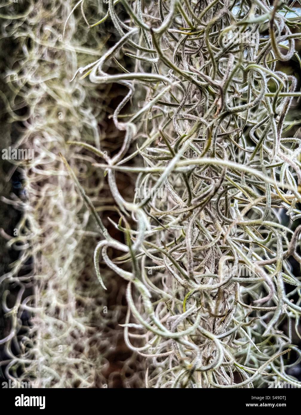 Full frame close-up of Spanish moss/Tillandsia usneoides aka old man’s ...