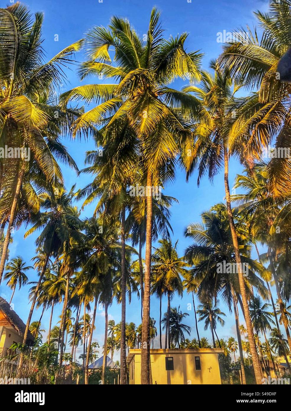 Esotiche hi-res stock photography and images - Alamy