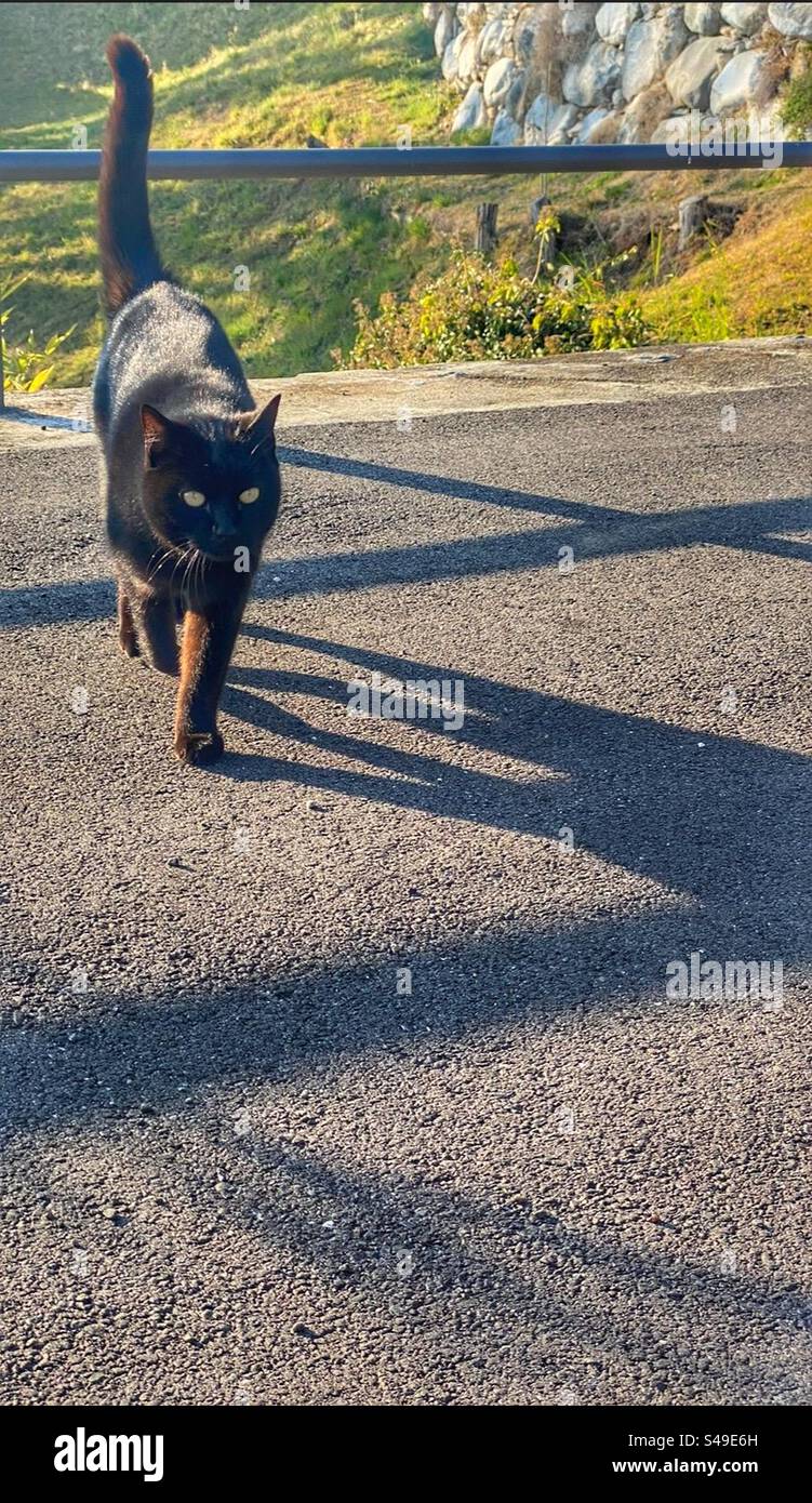 Black cat lights hi-res stock photography and images - Alamy