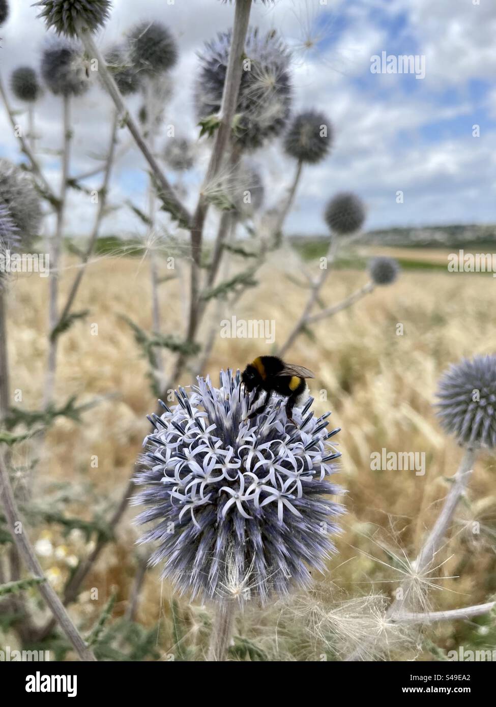 Insekt auf distel hi-res stock photography and images - Alamy