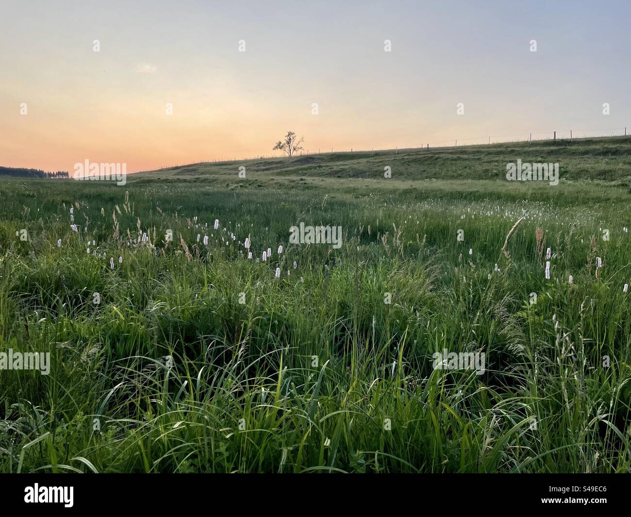 Wiese natur hi-res stock photography and images - Alamy