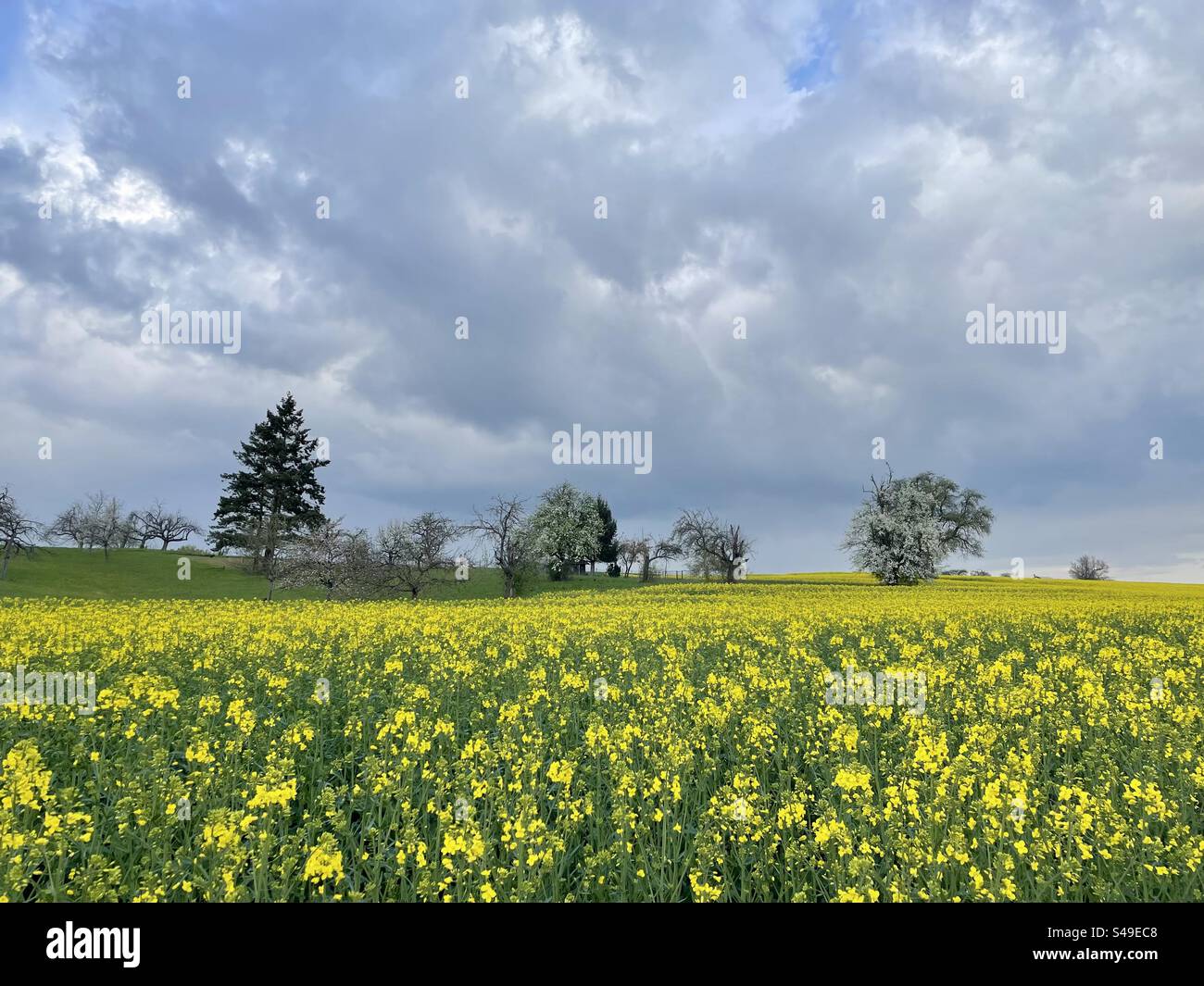 Sommer blumen hi-res stock photography and images - Alamy