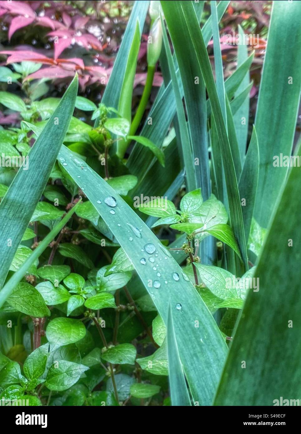 Little drops hi-res stock photography and images - Alamy