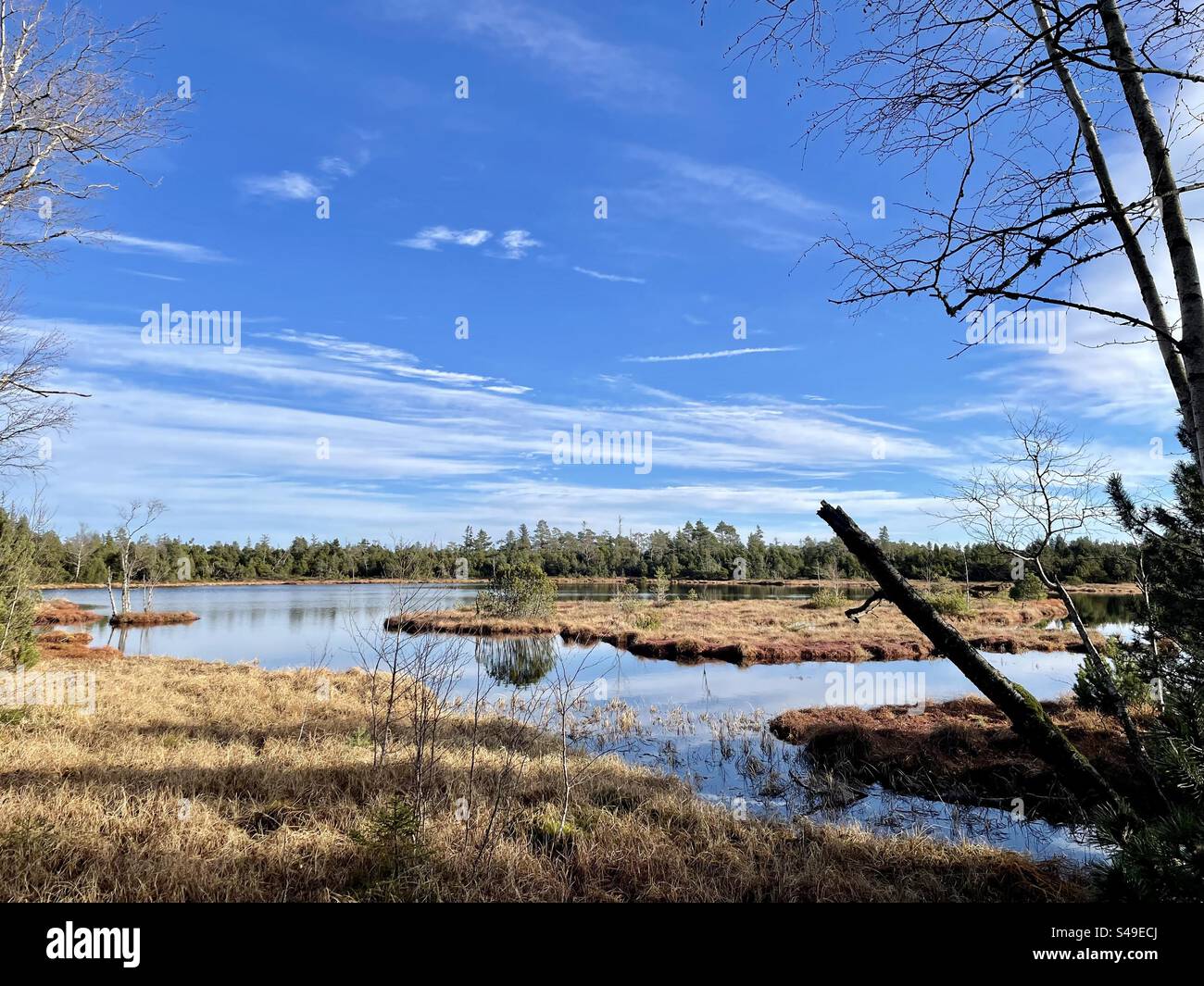 Schwarzwald moor hi-res stock photography and images - Alamy