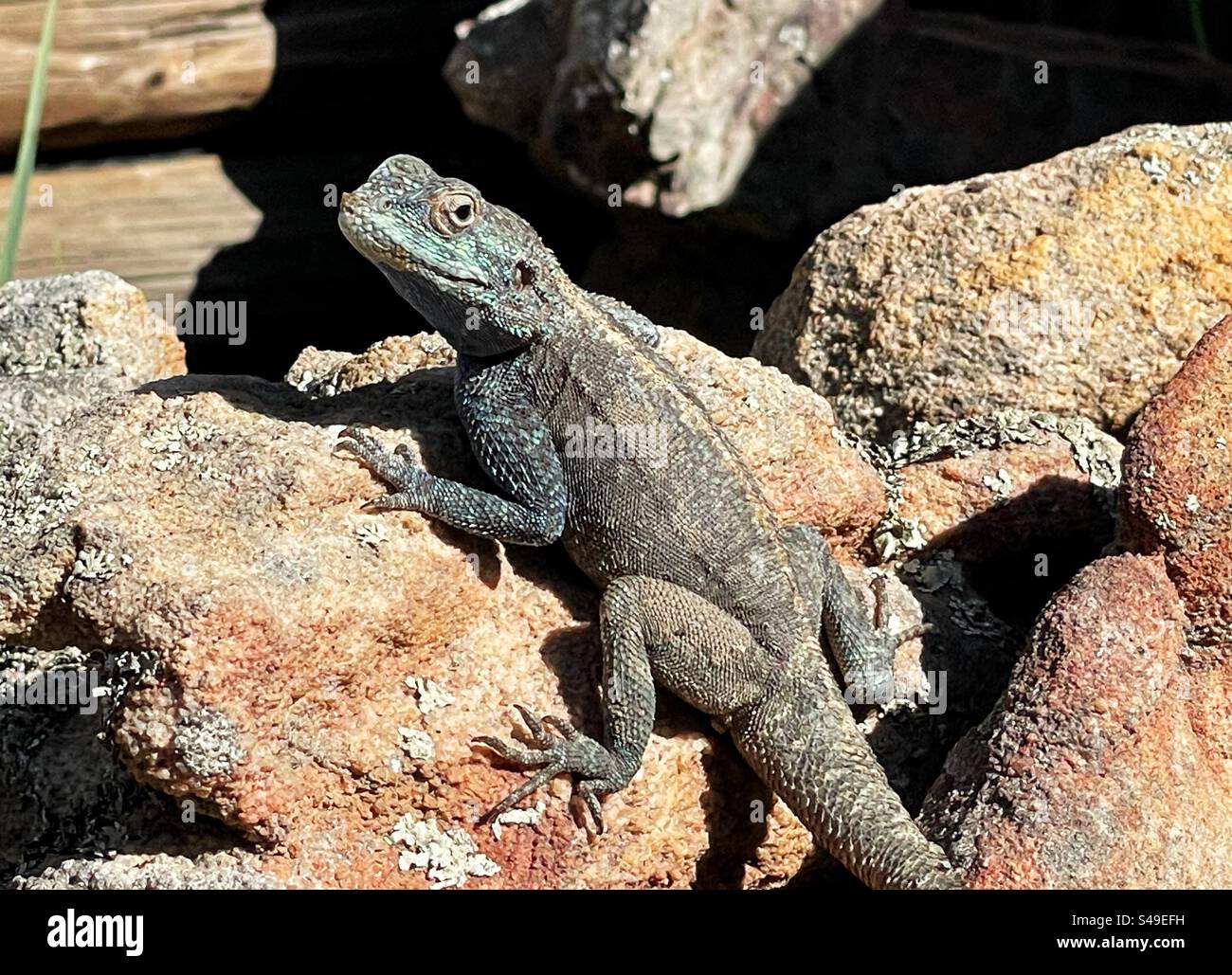 African lizard soaking up the sun hi-res stock photography and images ...