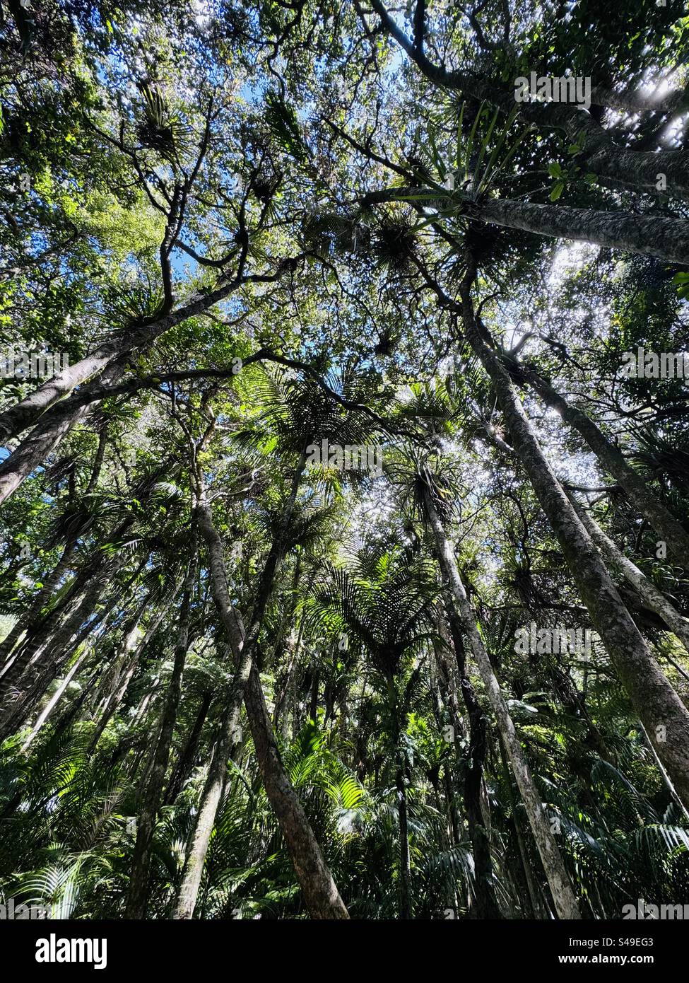 Green island bush hi-res stock photography and images - Alamy