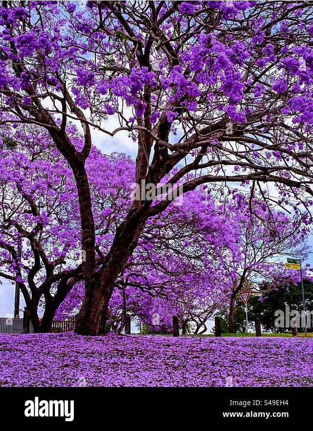 jacaranda trees blooming in lilac color Stock Photo - Alamy