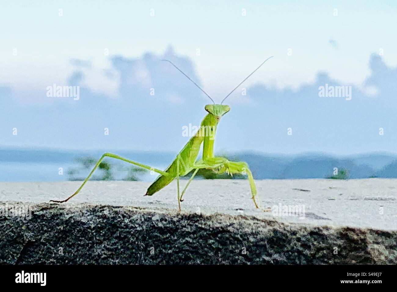 Praying mantis pose hi-res stock photography and images - Alamy