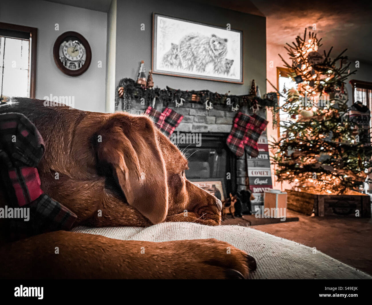 Napping dogs hi-res stock photography and images - Alamy