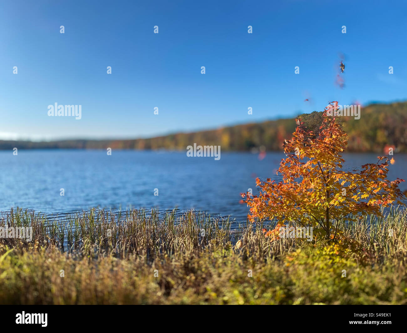 Changing tree colors hi-res stock photography and images - Alamy