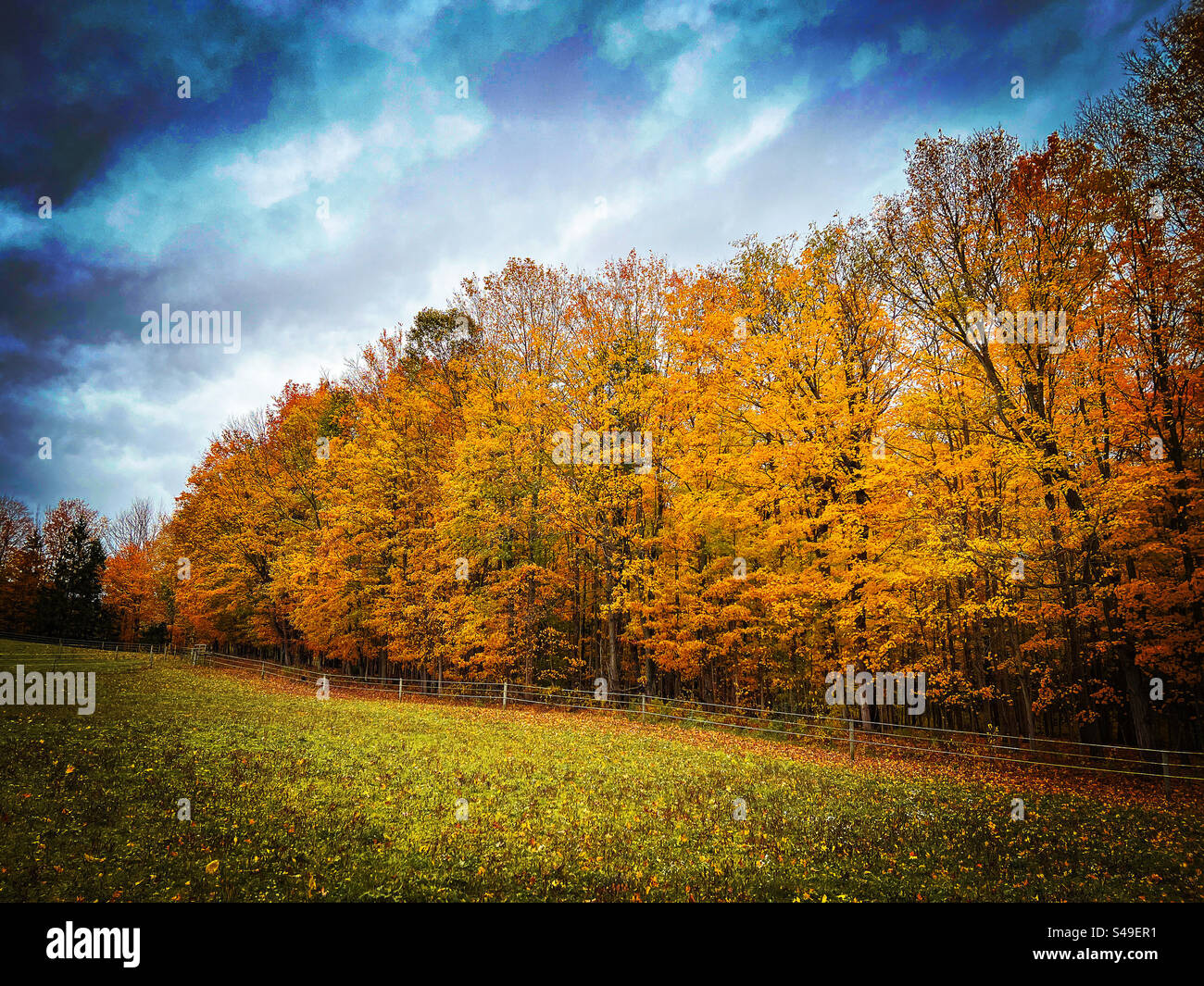 Spectacular autumn trees Stock Photo - Alamy