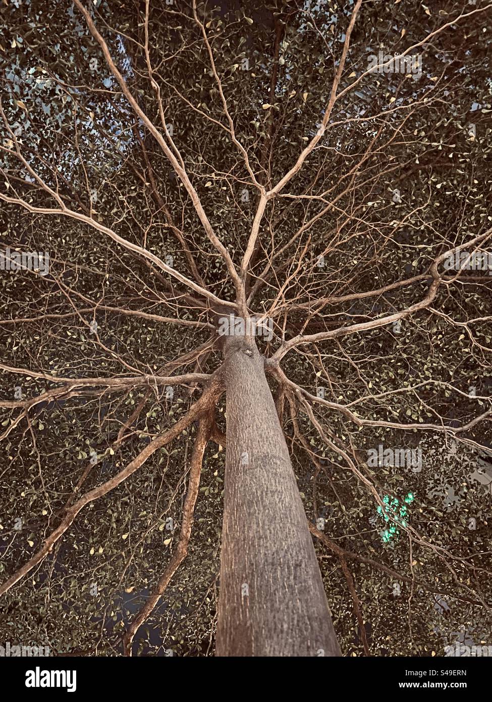 The tree of hope hi-res stock photography and images - Alamy