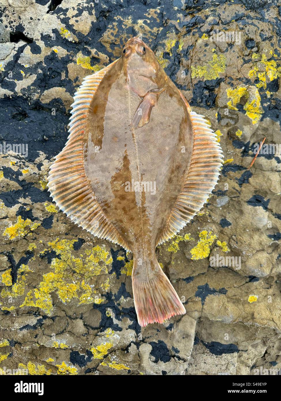 Flounder fish hi-res stock photography and images - Alamy
