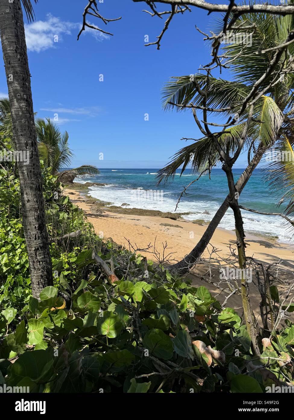 Palmas cielo azul hi-res stock photography and images - Alamy