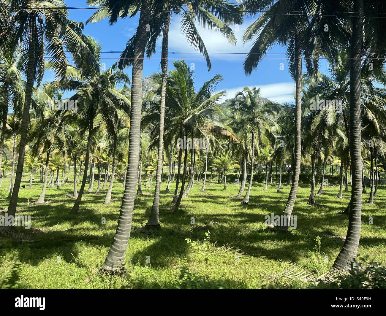 Sailing palm trees hi-res stock photography and images - Alamy
