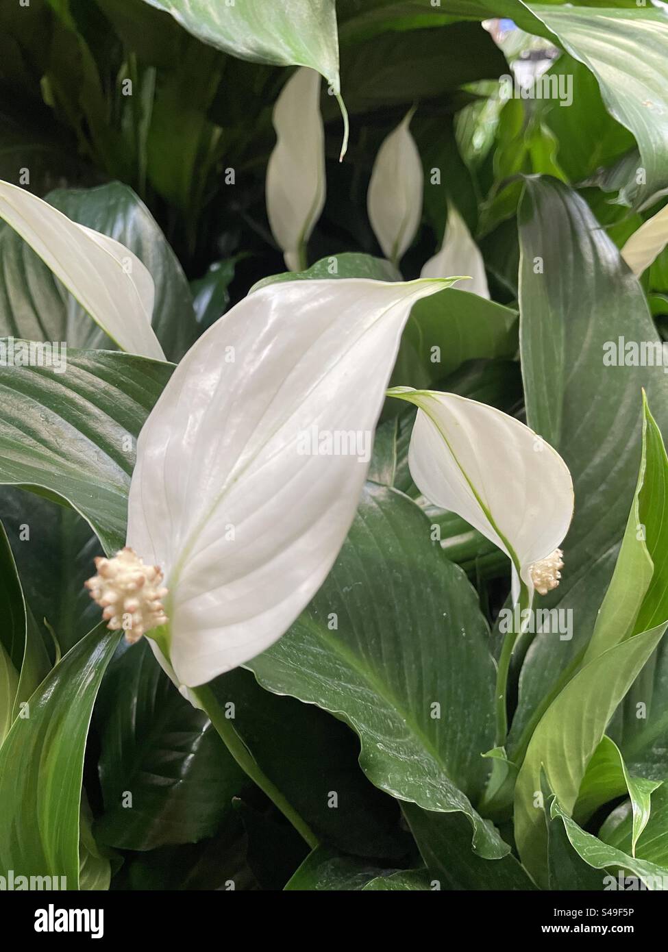 White anthurium flower hi-res stock photography and images - Alamy
