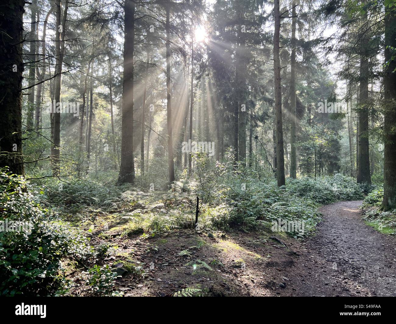 Darwin forest, peak district hi-res stock photography and images - Alamy