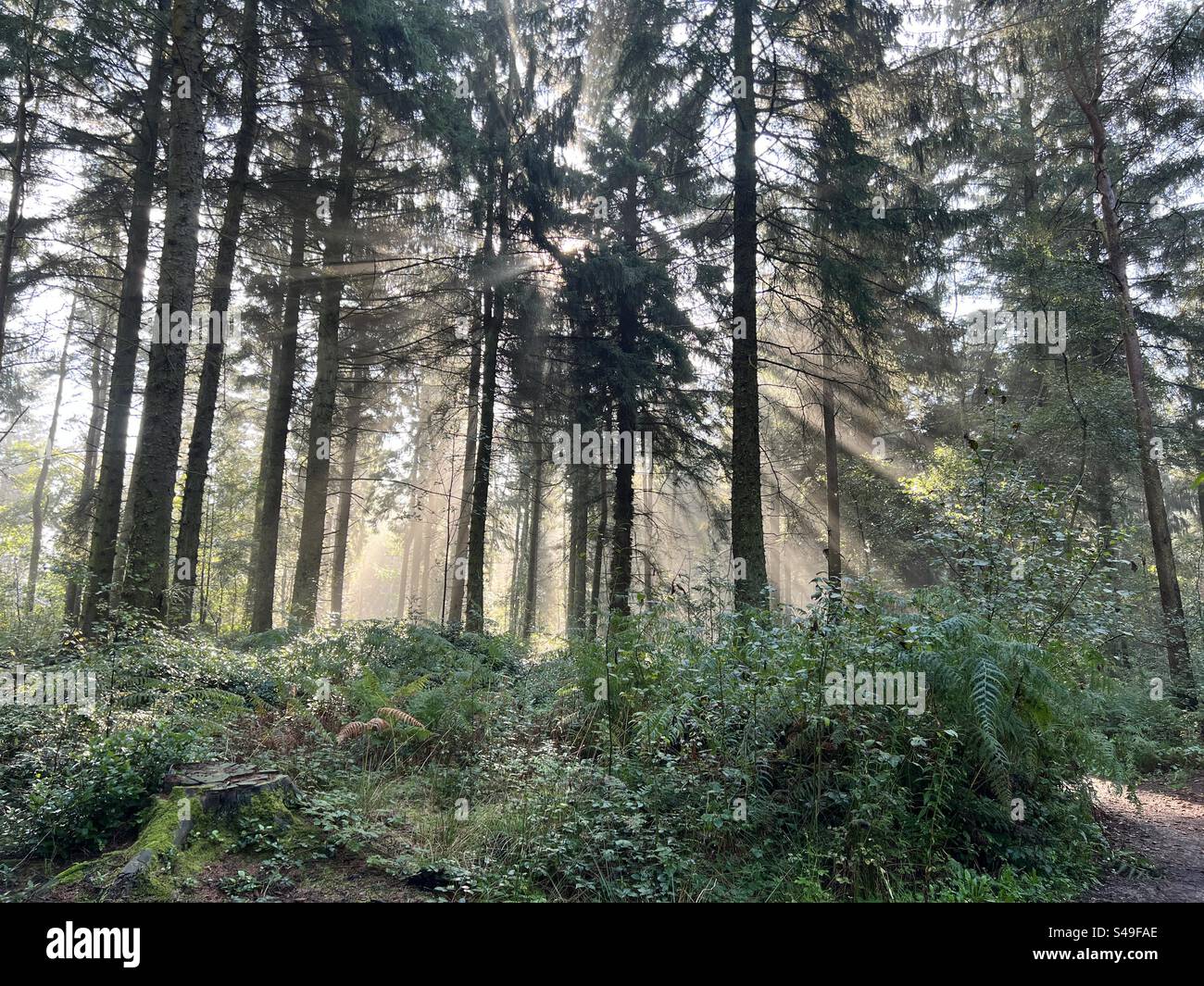 Darwin forest, peak district hi-res stock photography and images - Alamy