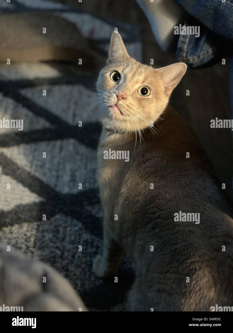 A large, buff-colored male cat has a surprised expression as he glances ...
