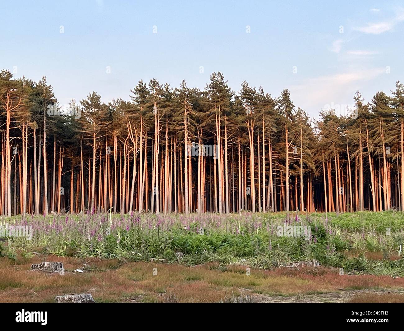 Shouldham hi-res stock photography and images - Alamy