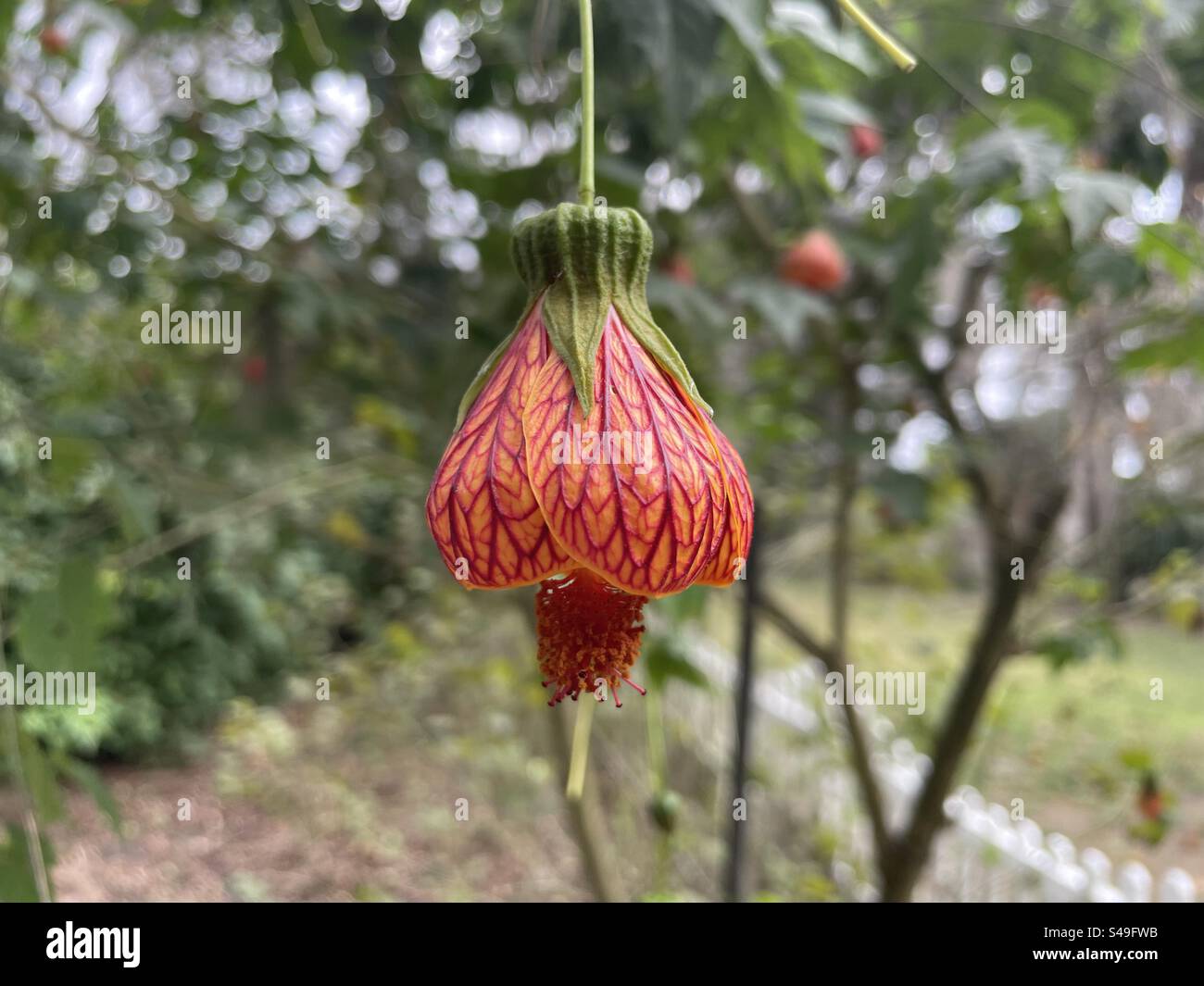 Bell lantern shaped flower hi-res stock photography and images - Alamy