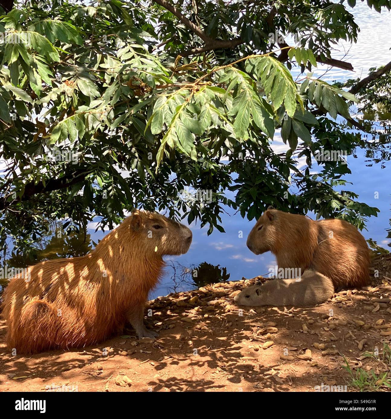 Capybara family hi-res stock photography and images - Alamy