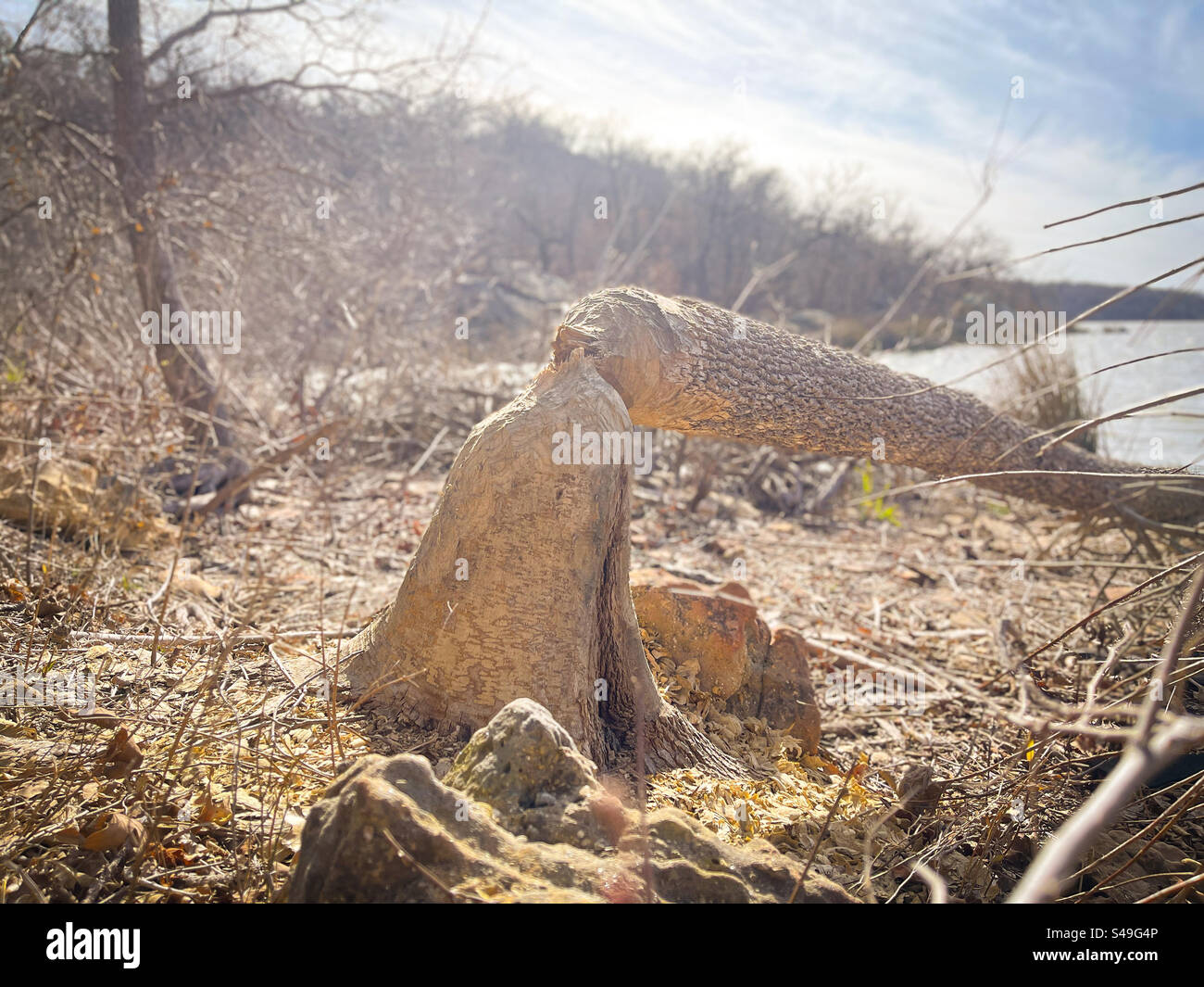 Beaver chewed hi-res stock photography and images - Alamy