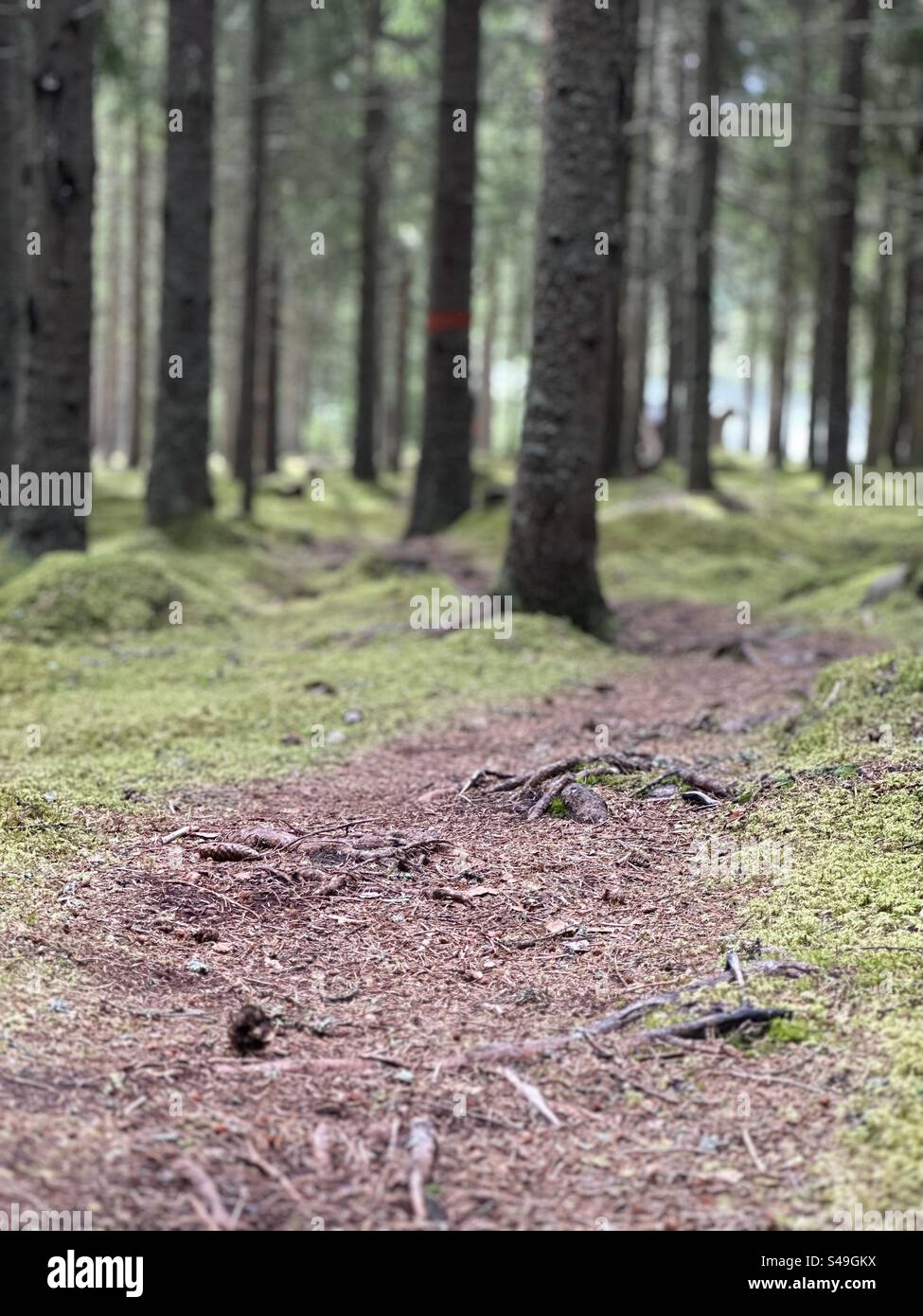 Magical forest trail hi-res stock photography and images - Alamy