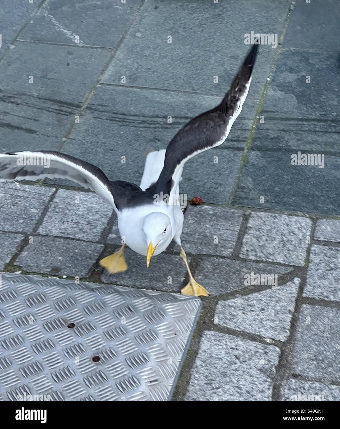 Funny seagull hi-res stock photography and images - Alamy