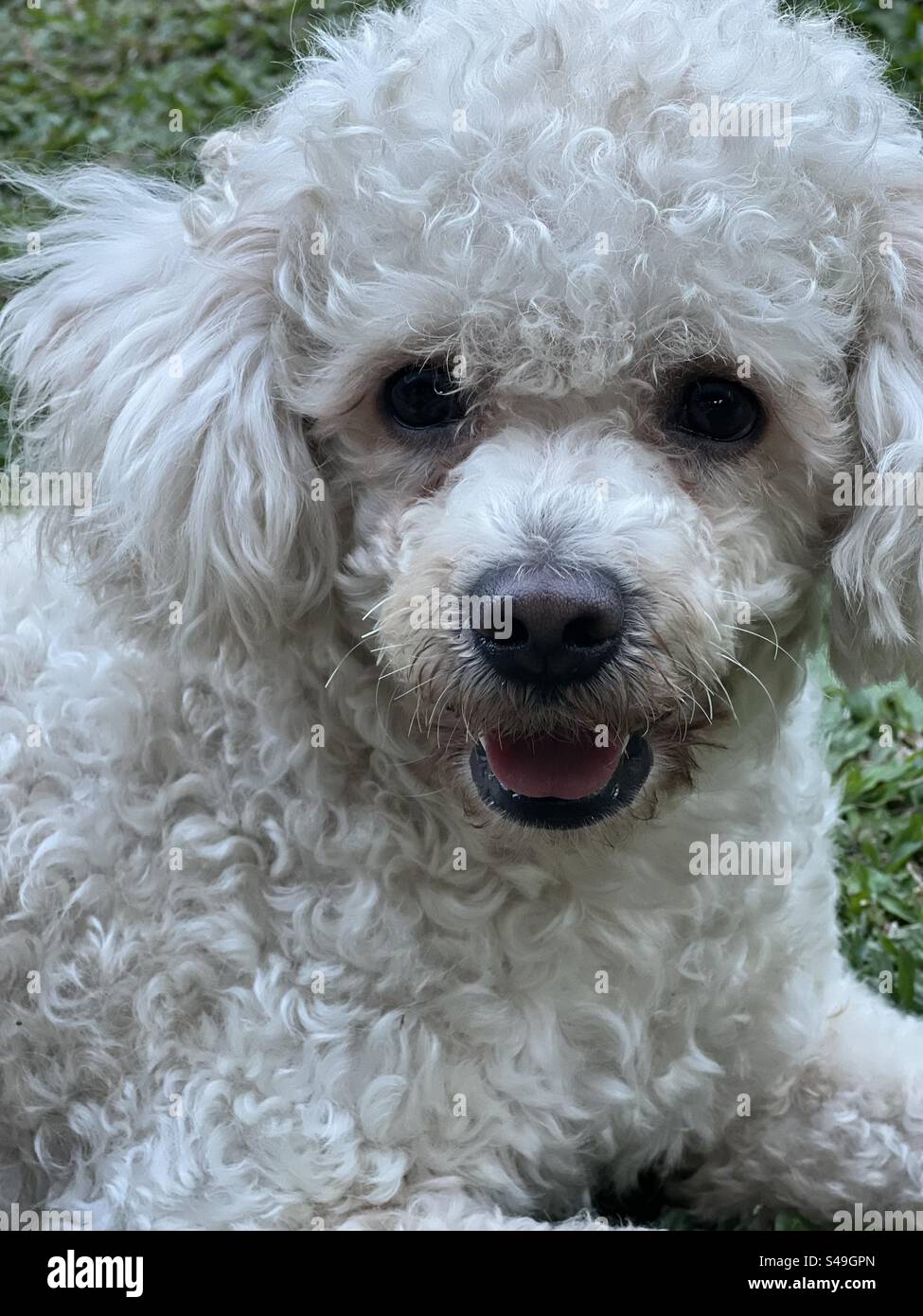 Cream colored dog hi-res stock photography and images - Alamy