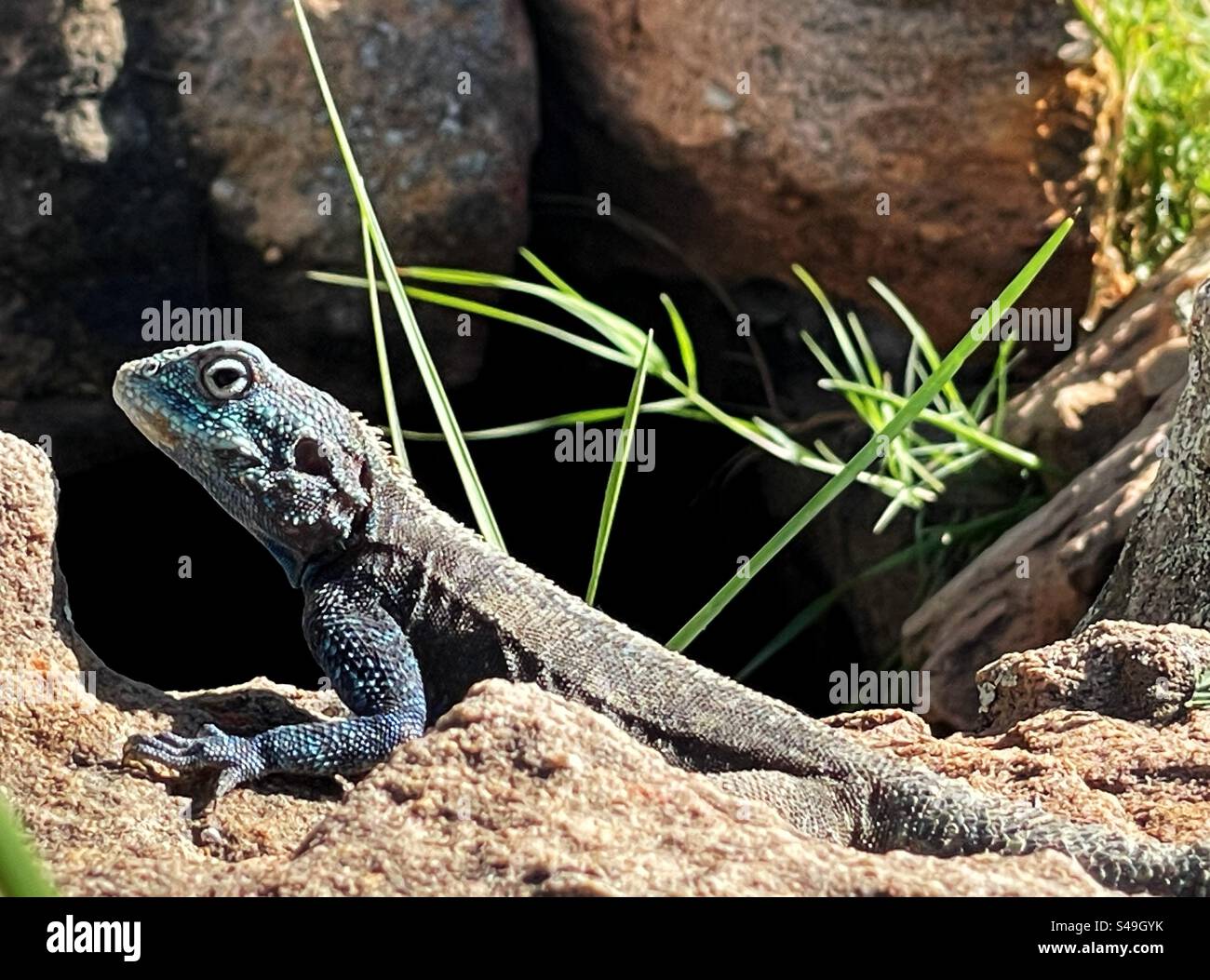 Lizard in the wilderness of South Africa Stock Photo - Alamy