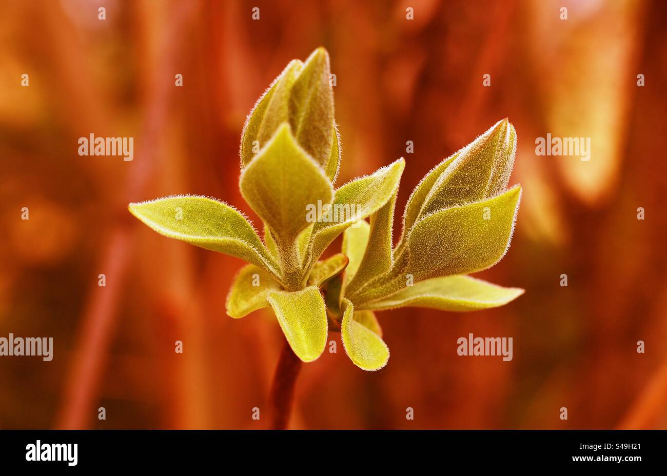 Abstract red leaves flower hi-res stock photography and images - Alamy