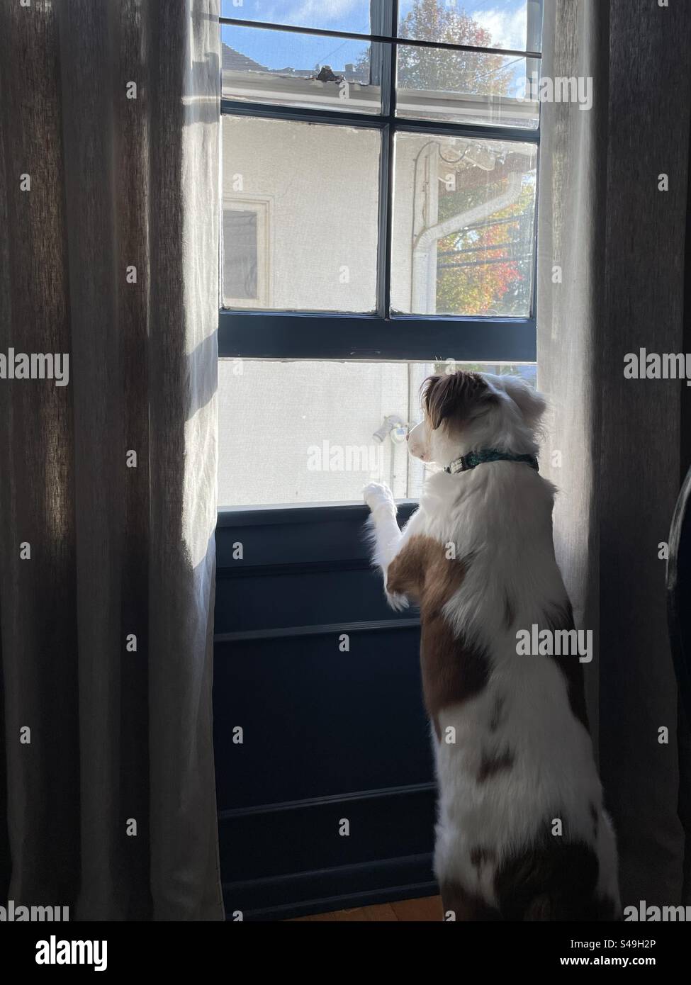 Dog waiting at window Stock Photo - Alamy