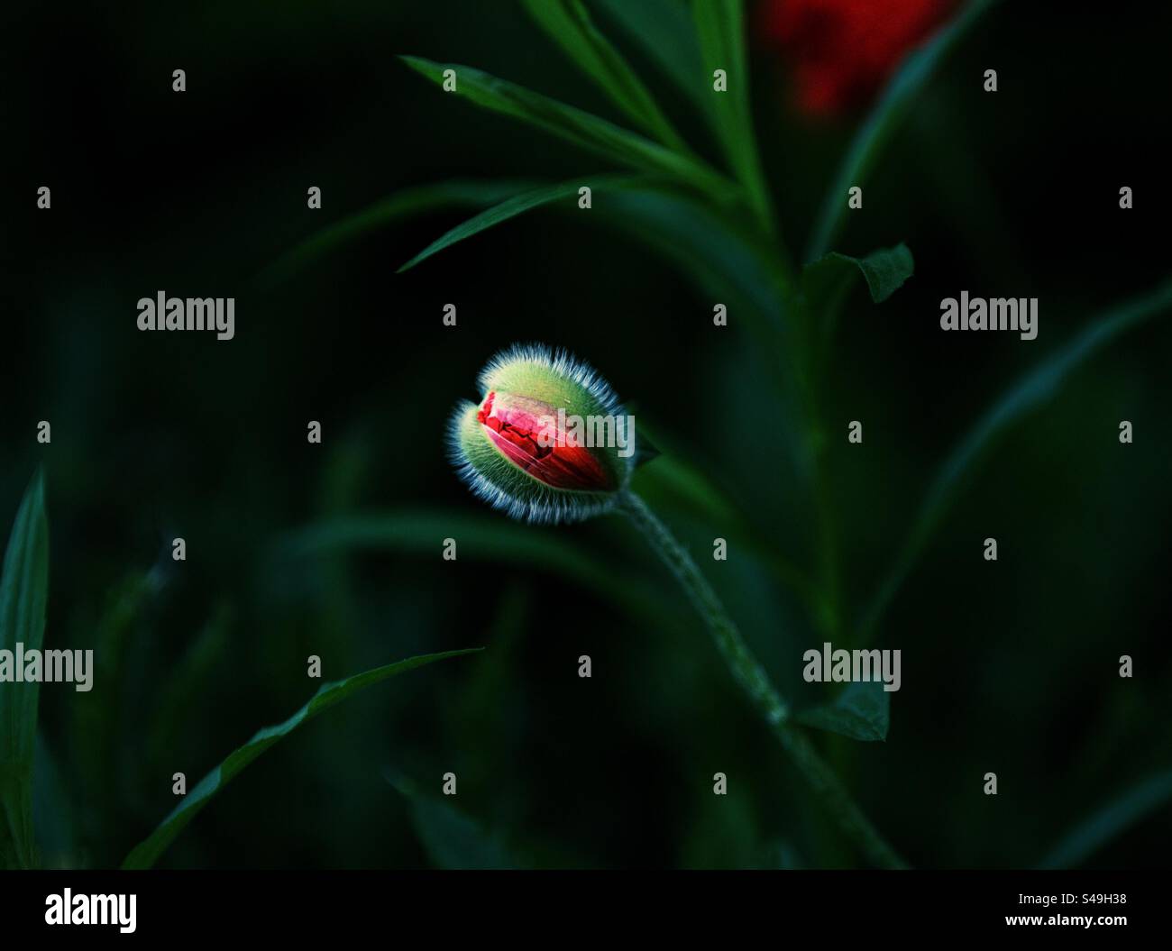 Poppy bud hi-res stock photography and images - Alamy