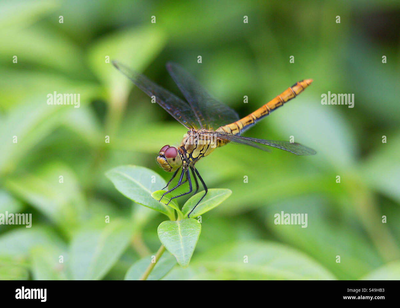 Dragonfly and greenery hi-res stock photography and images - Alamy