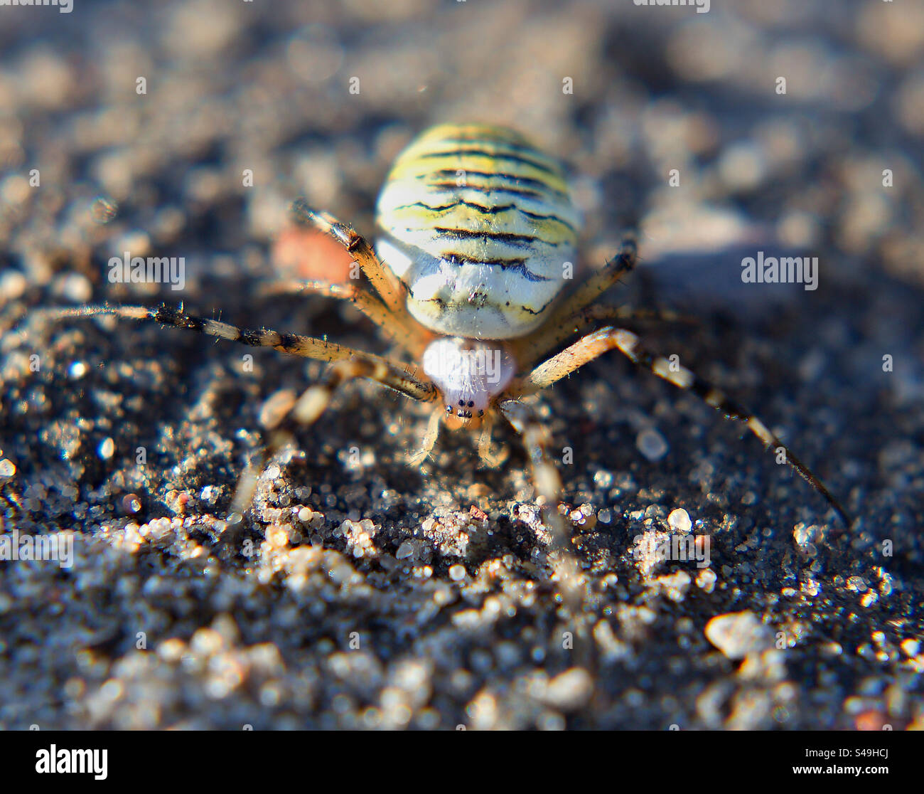 Spider photography hi-res stock photography and images - Alamy
