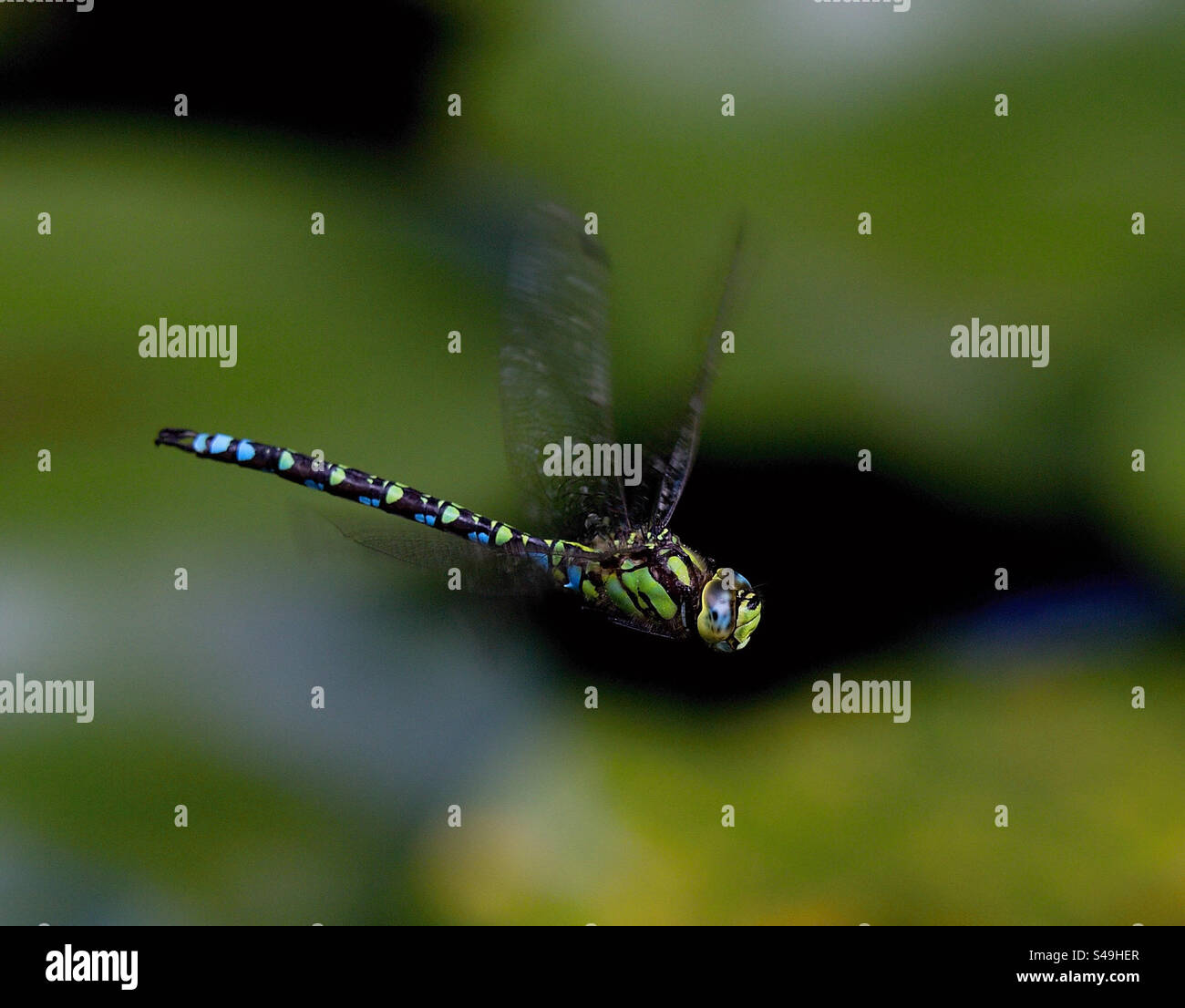 Dragonfly in flight Stock Photo - Alamy